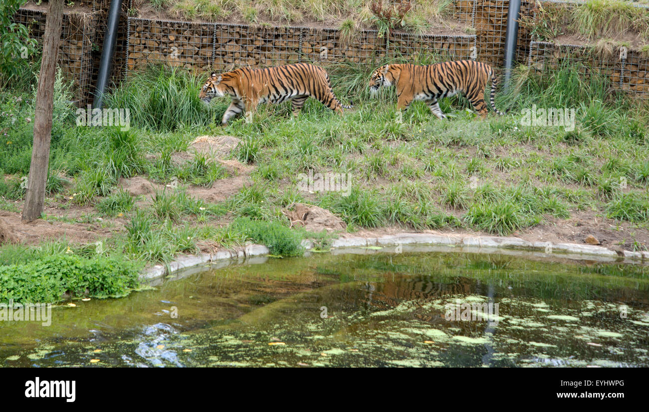 Sumatran tigers walk in Tiger Territory enclosure at London Zoo Stock ...