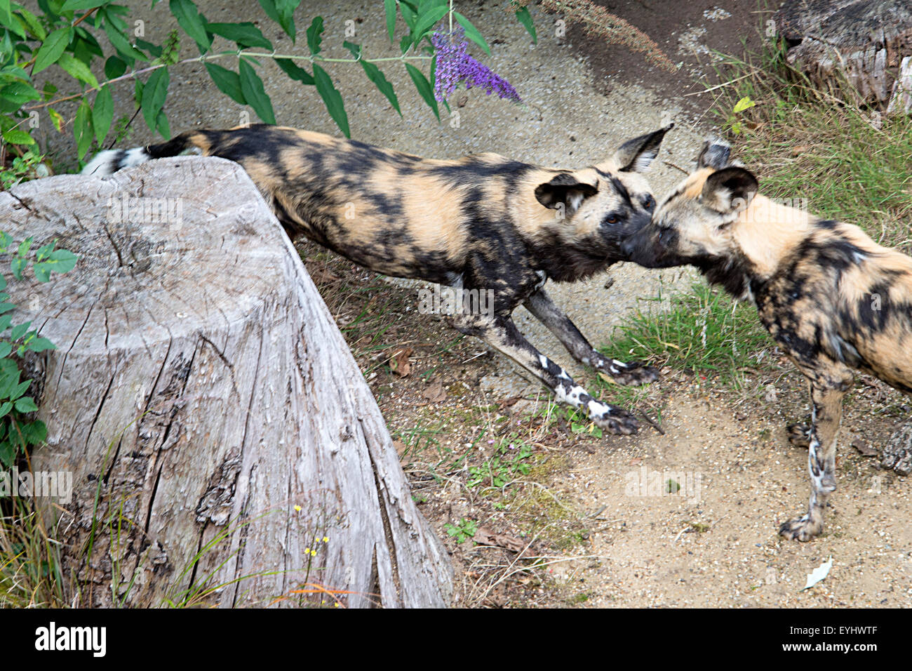 African wild hunting dogs at London Zoo Stock Photo - Alamy