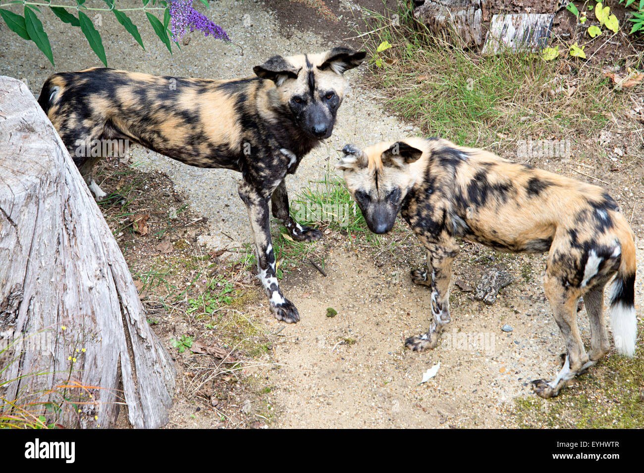 African Hunting Dogs Stock Photos & African Hunting Dogs Stock Images ...