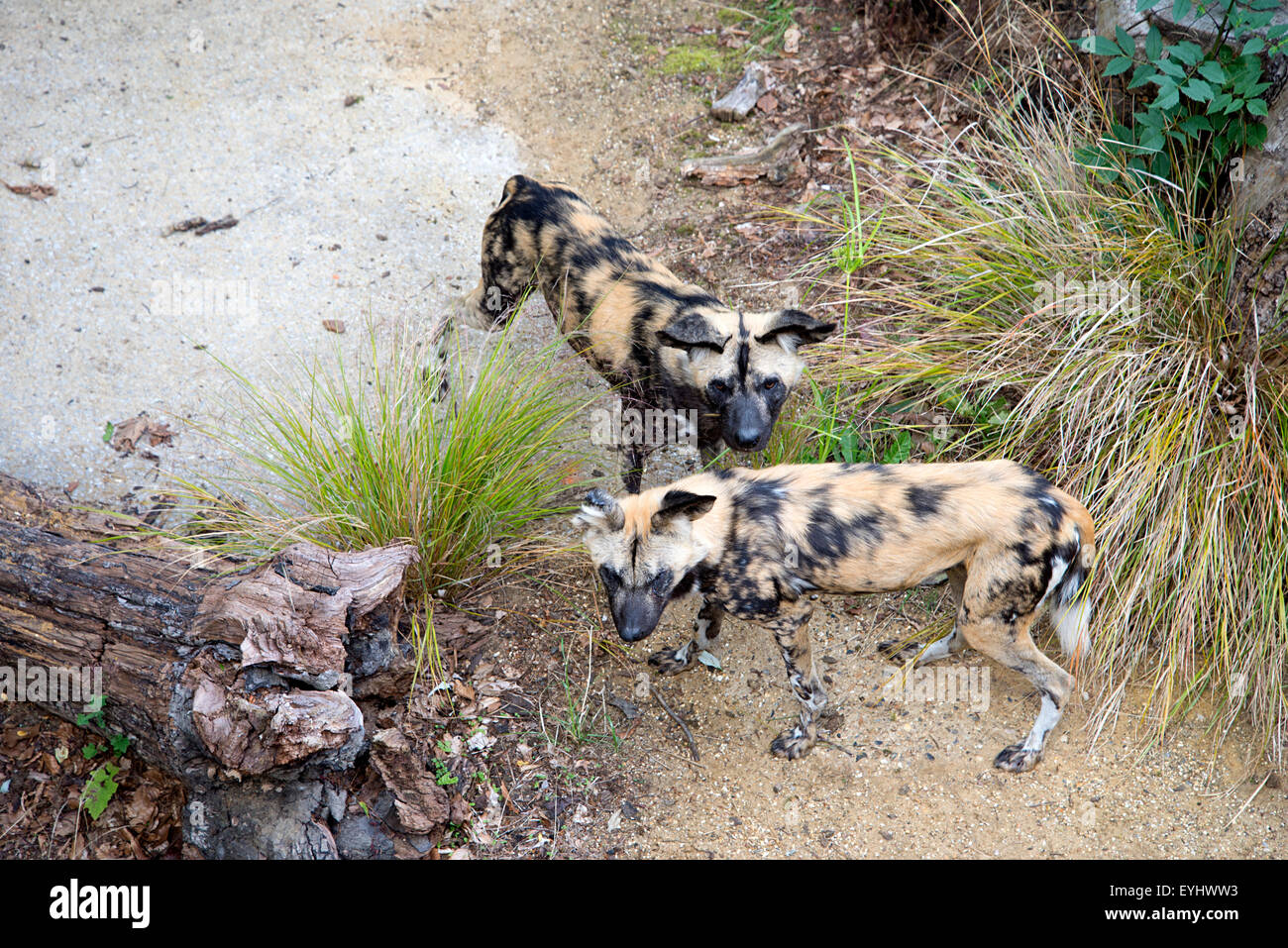 African wild hunting dogs at London Zoo Stock Photo - Alamy