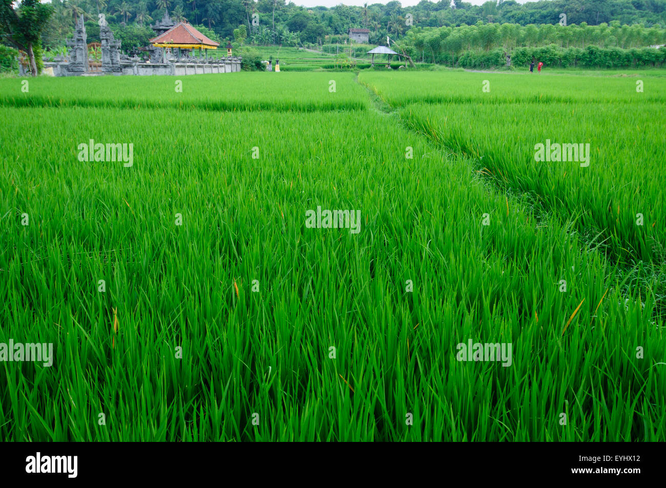 Paddy field in indonesia hi-res stock photography and images - Alamy