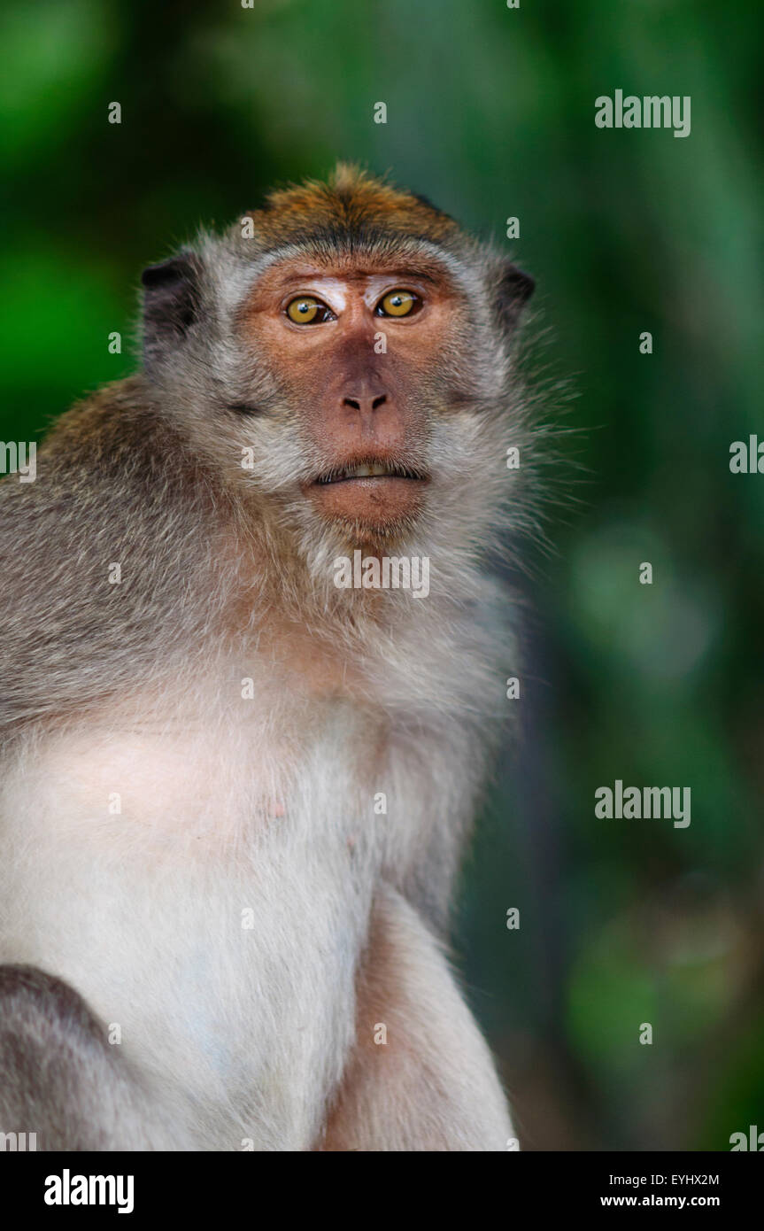 Portrait of a crab eating or long tailed macaque monkey, Macaca ...
