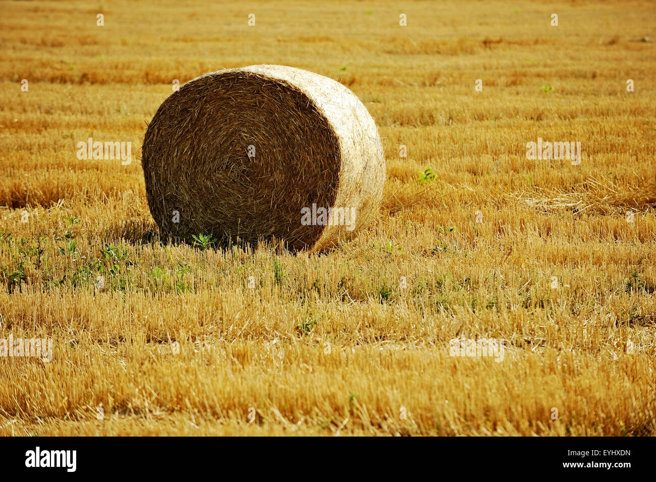 One hay bale ready for harvest on a hay field Stock Photo - Alamy
