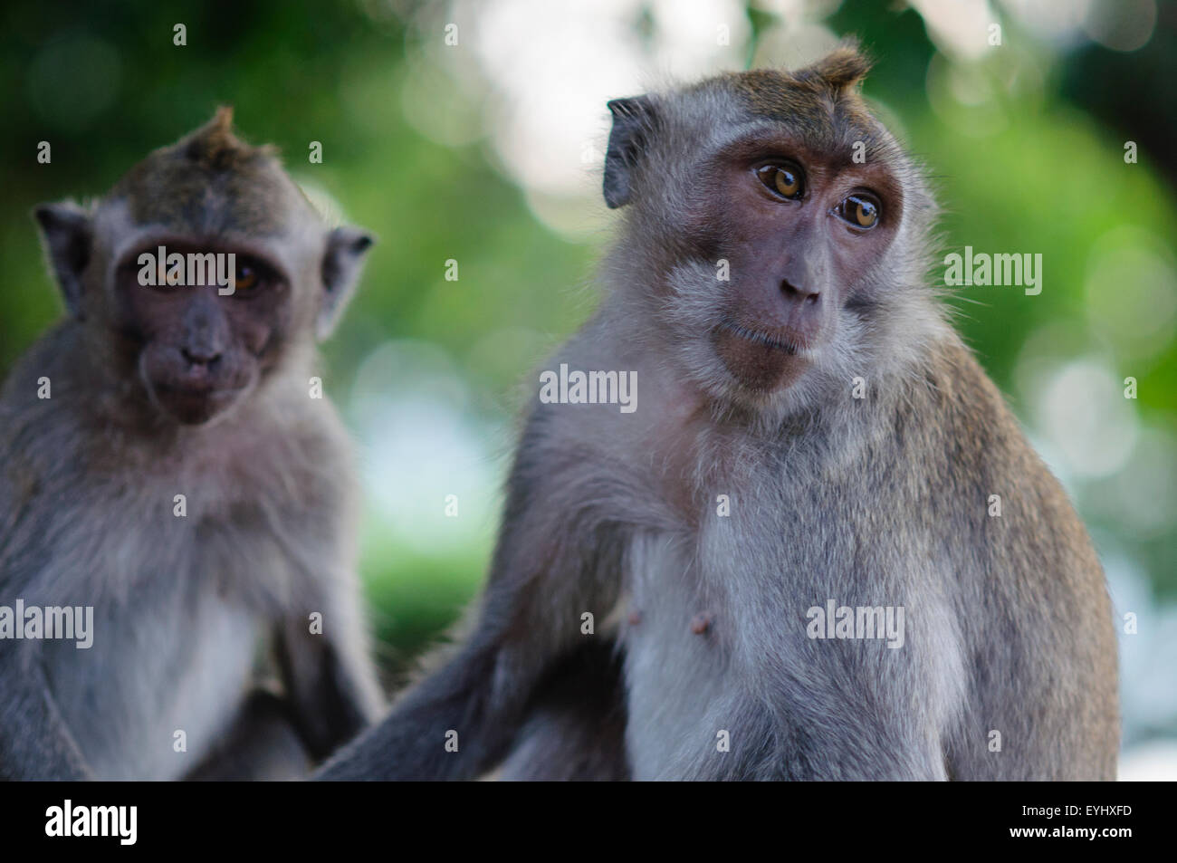 A pair of crab eating or long tailed macaque monkeys, Macaca ...