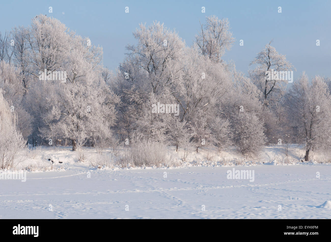 Woods in the snow. Cold winter day in Siberia. Trees in the snow Stock ...