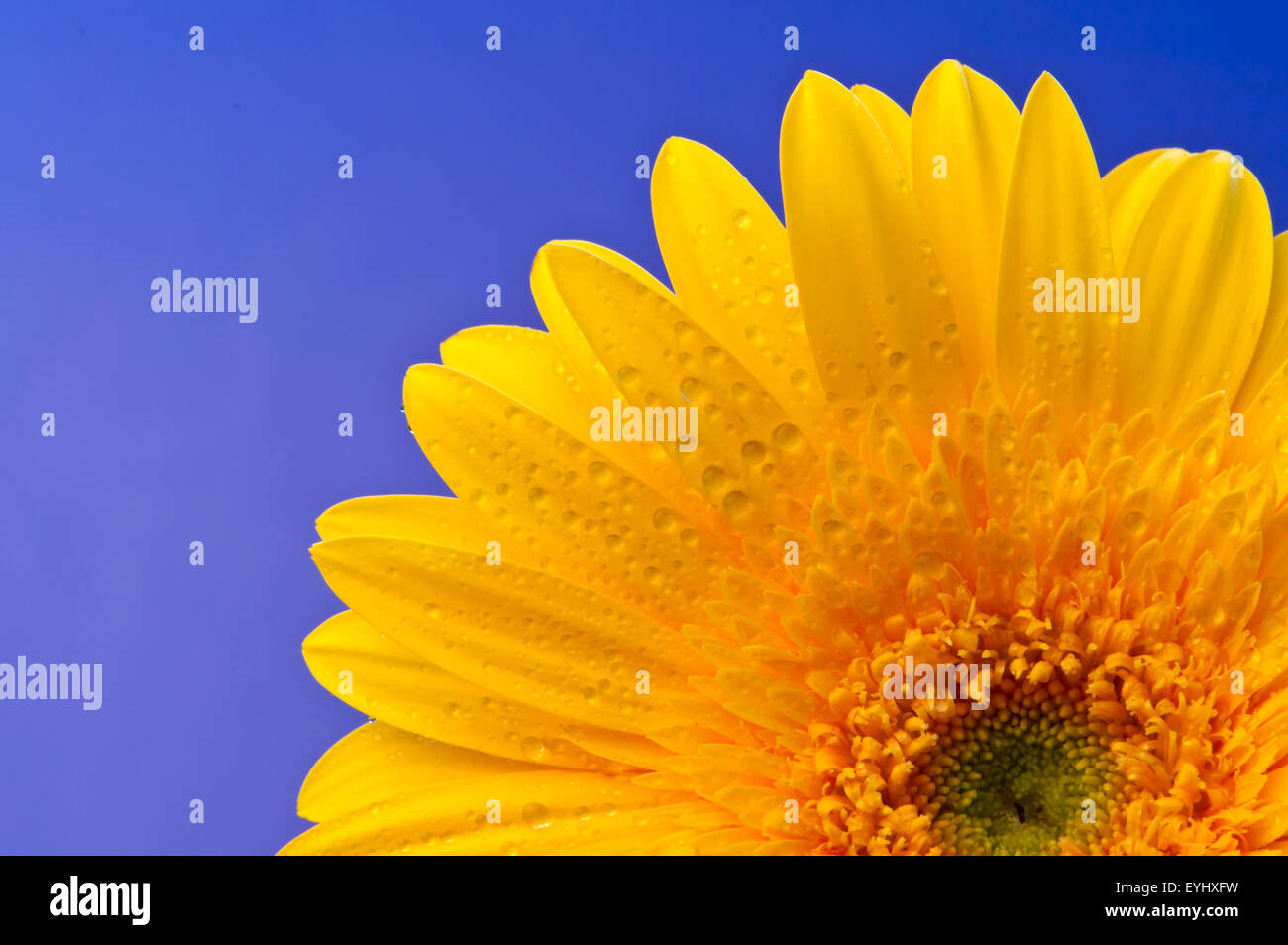 Gerbera is a genus of ornamental plants from the sunflower family ...