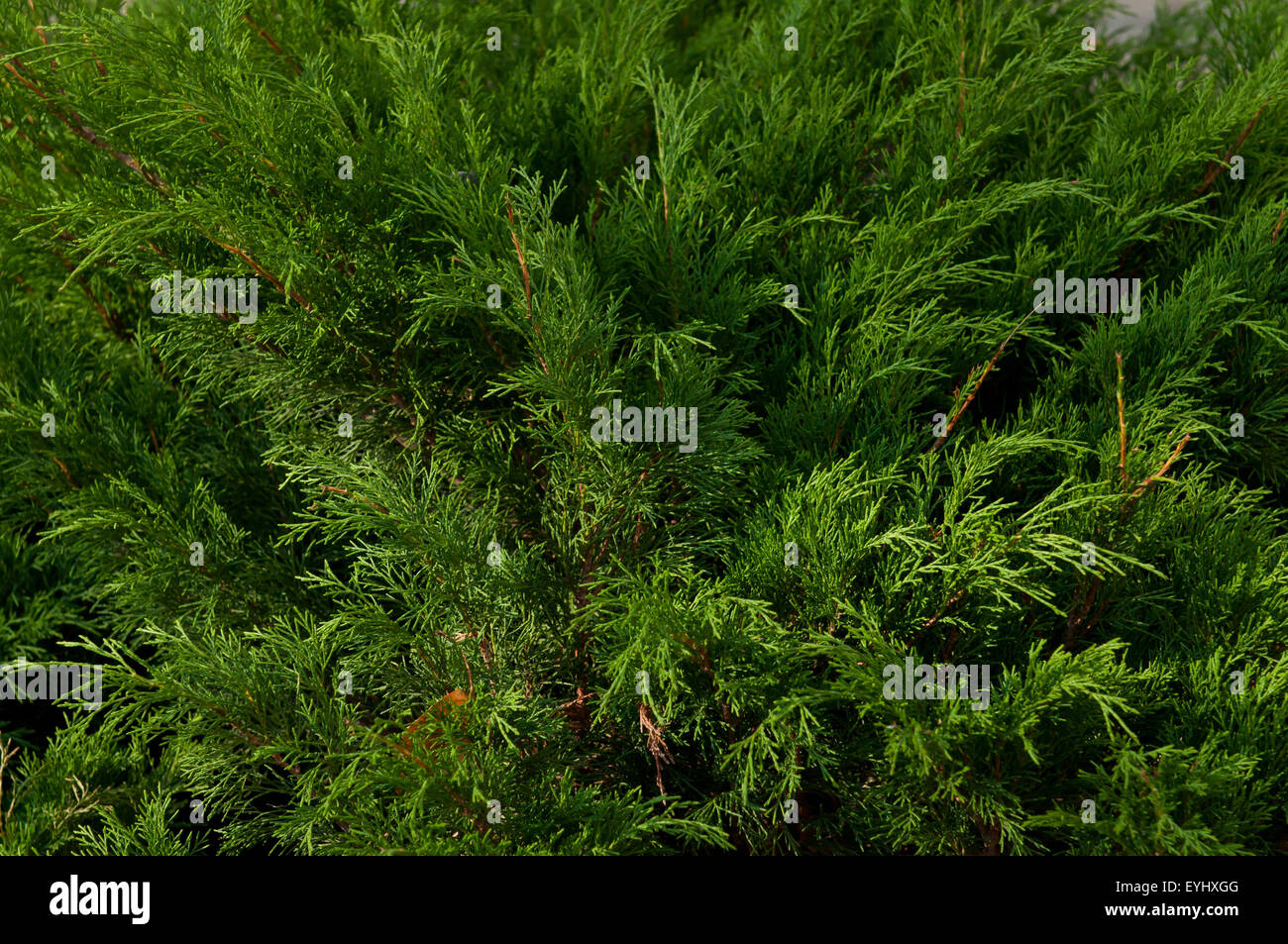Thuja background. Green arborvitae branch. Branch of thuja tree Stock ...