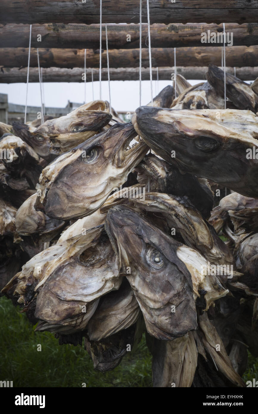 Fisheries Drying Protein High Resolution Stock Photography and Images ...