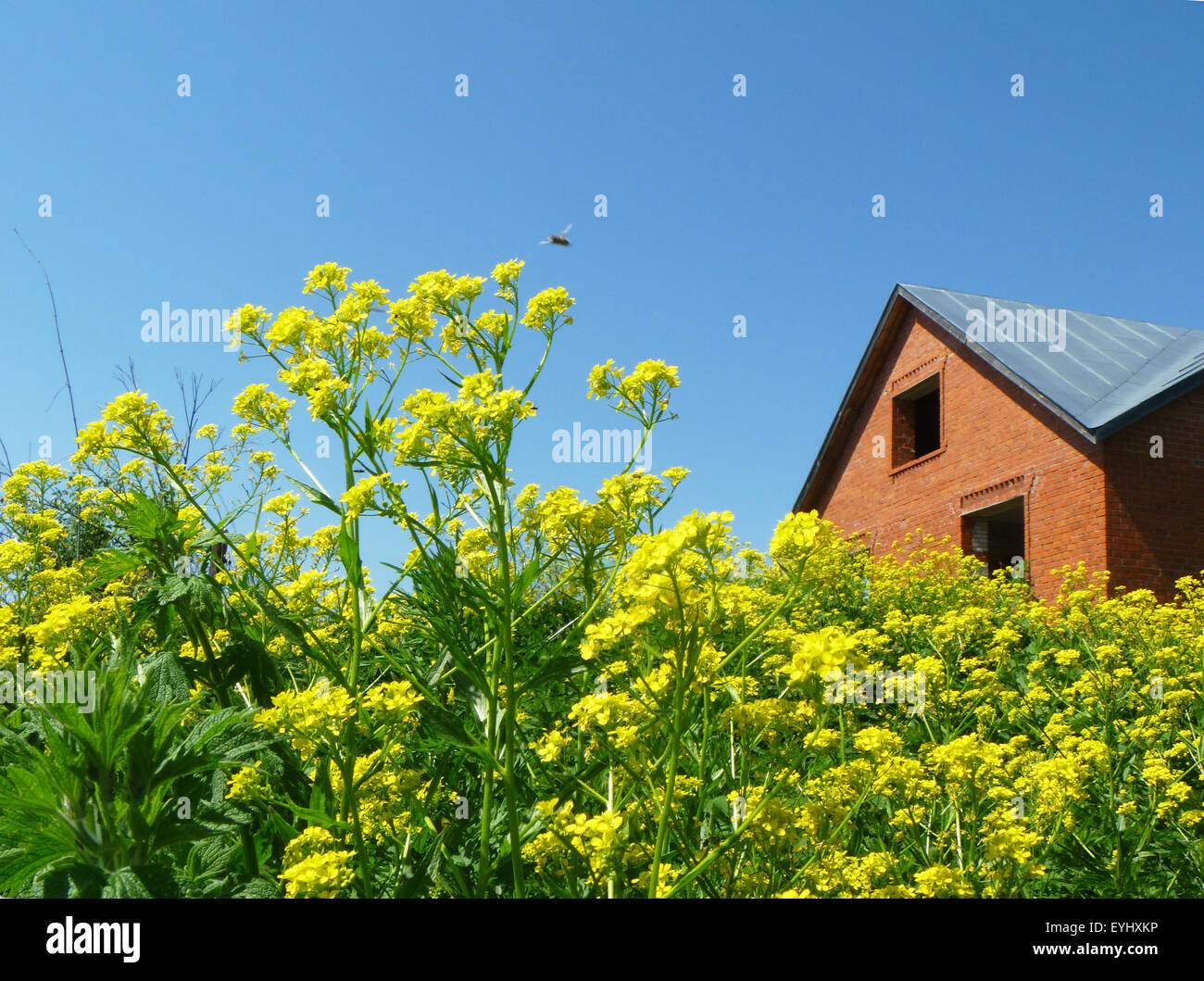 Datcha russia hi-res stock photography and images - Alamy