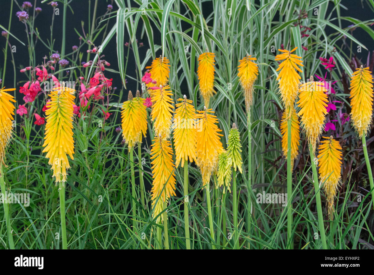 Mango orange flowers hi-res stock photography and images - Alamy