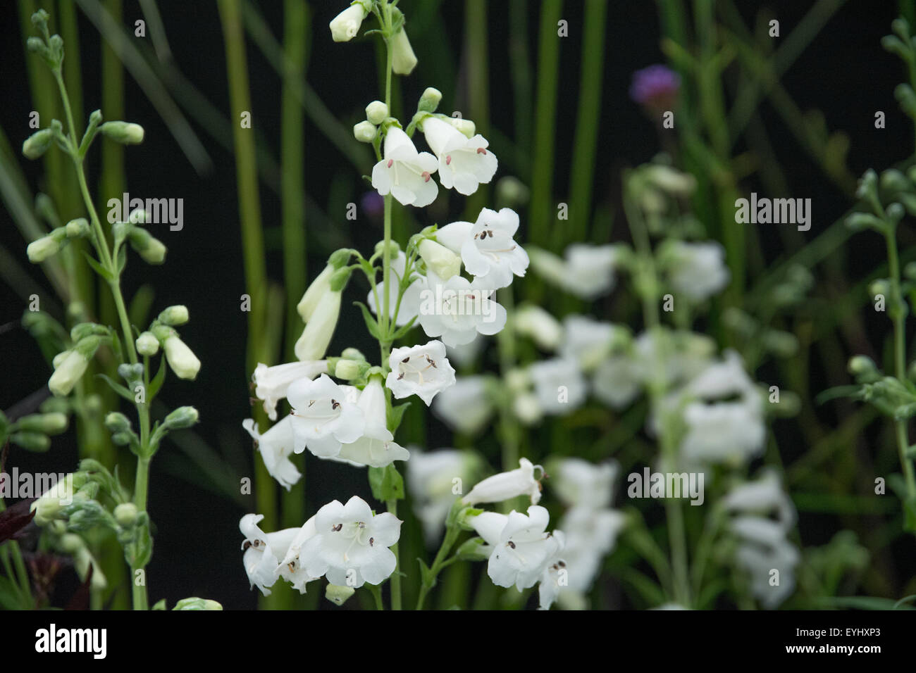 Bedder High Resolution Stock Photography and Images - Alamy