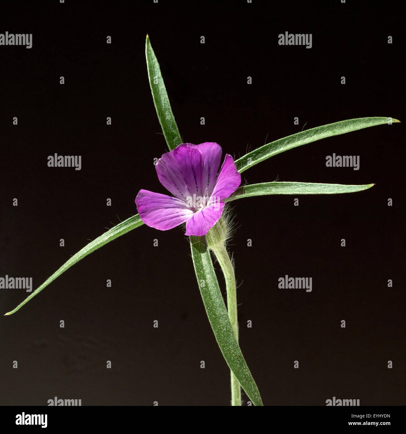 Kornrade; Agrostemma, githago Stock Photo - Alamy