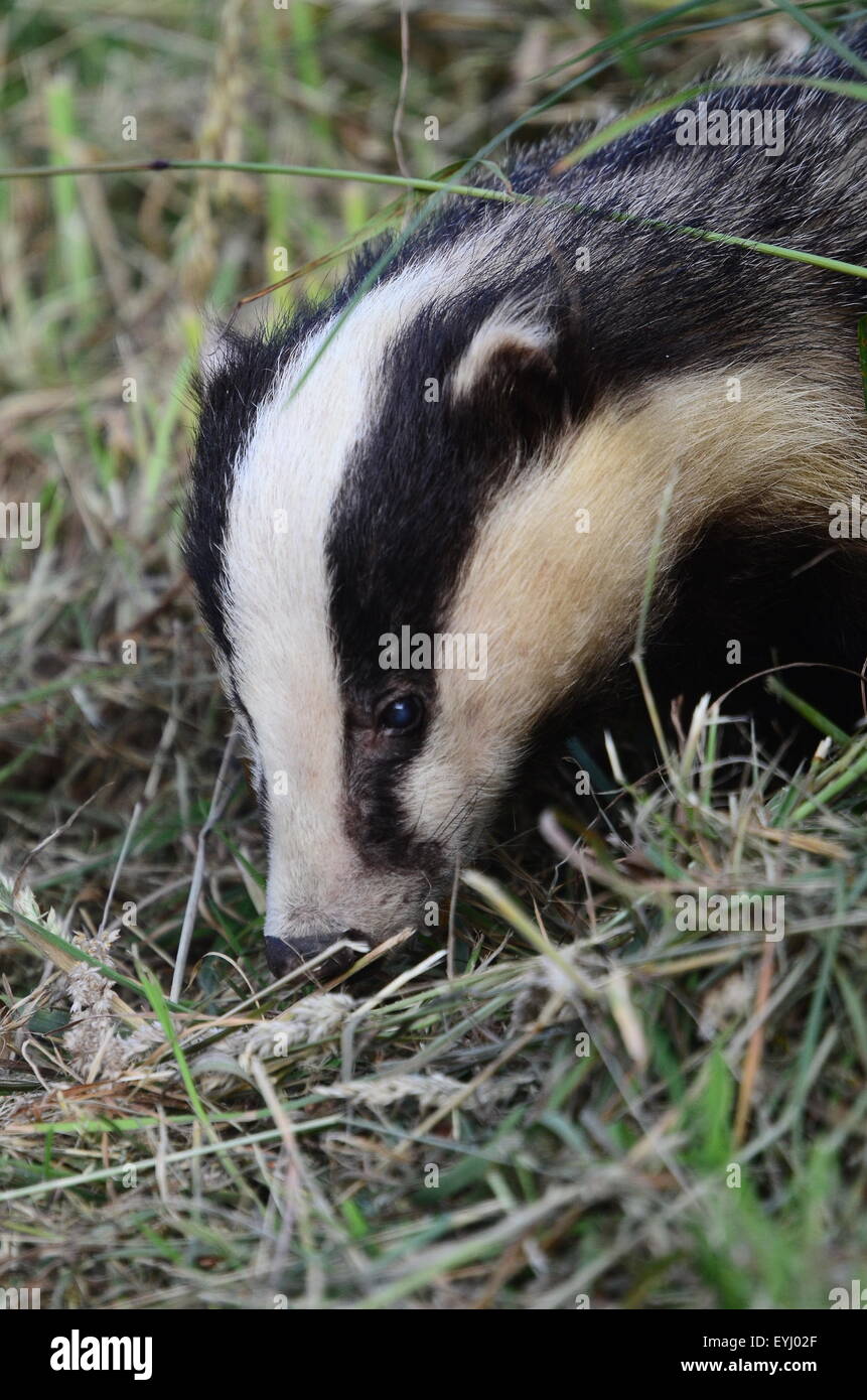 Badger Close Up High Resolution Stock Photography and Images - Alamy