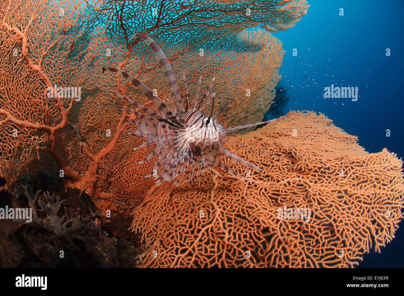 Blue Lionfish Nemos Reef