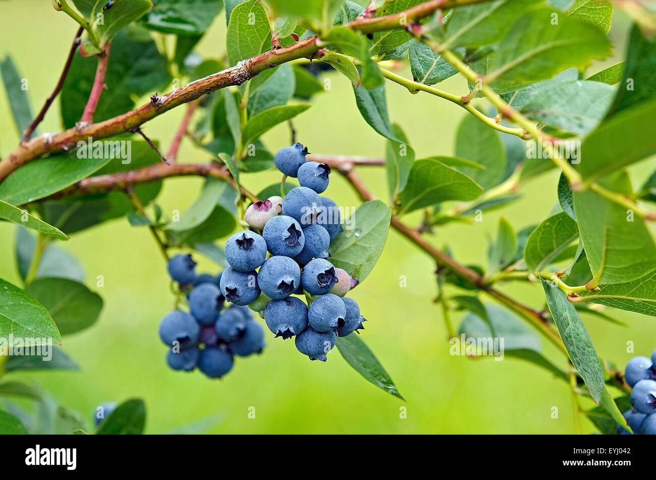 Blueberry foliage hi-res stock photography and images - Alamy