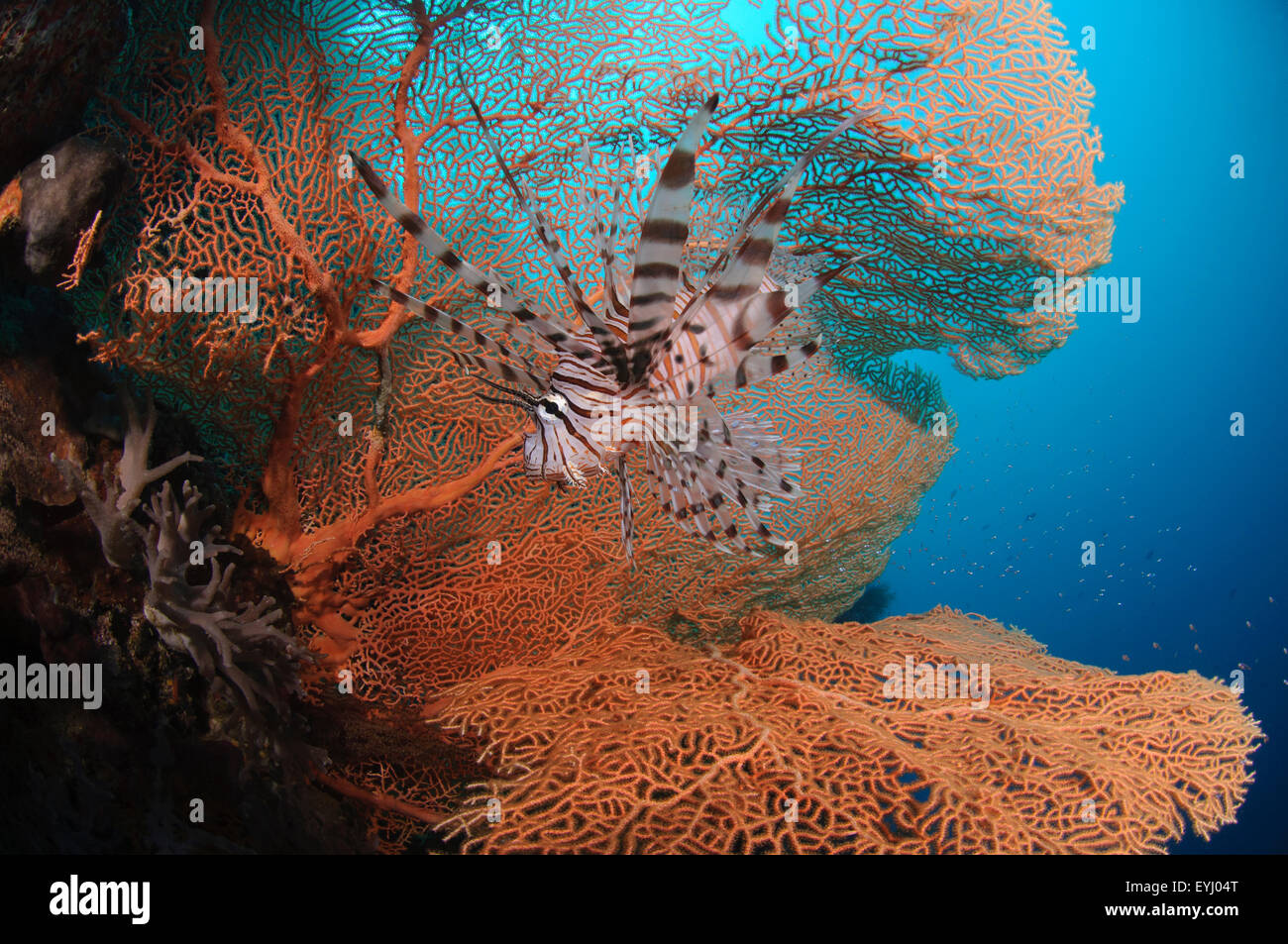 A lionfish, Pterois volitans, hunts small baitfish in front of a ...