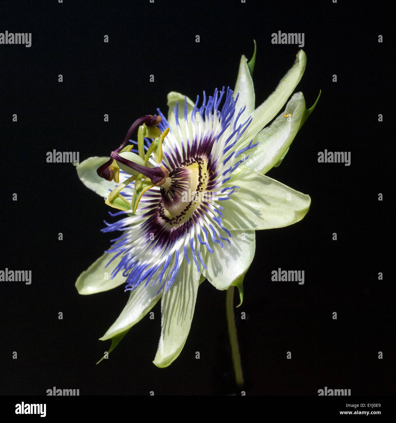 Passiflora caerulea passifloraceae hi-res stock photography and images ...
