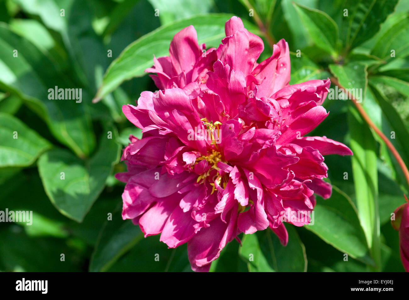 Pfingstrose; Paeonia, officinalis Stock Photo - Alamy