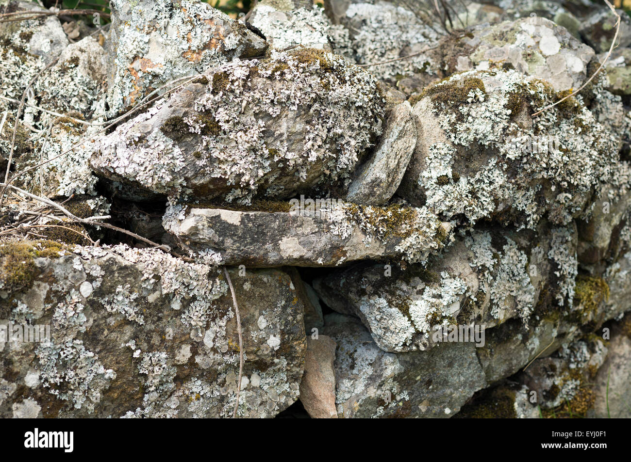 Stone surface lichen natural hi-res stock photography and images - Alamy