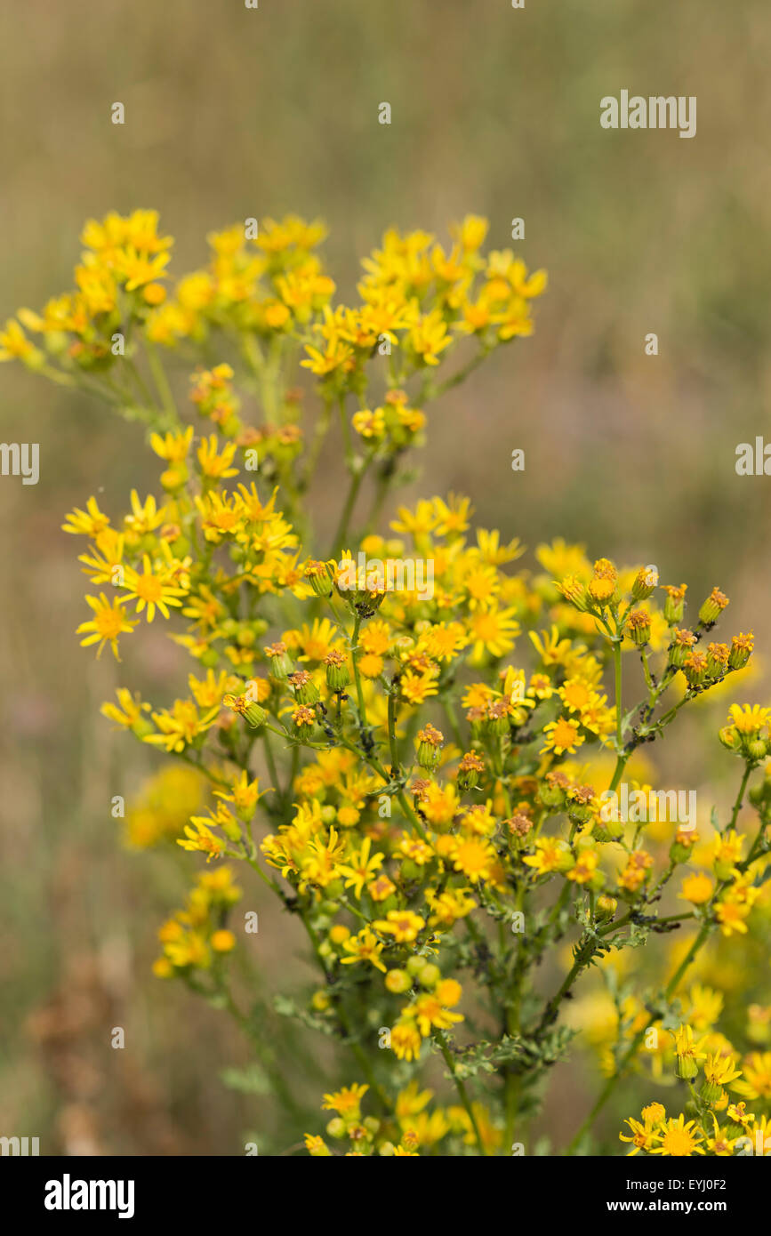 Bunch of yellow flowers hi-res stock photography and images - Alamy