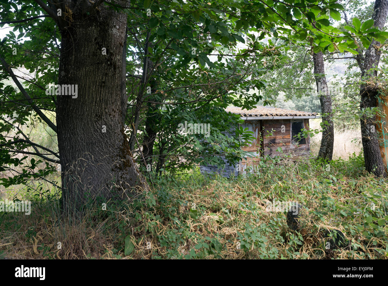 rundown shack in the woods Stock Photo - Alamy