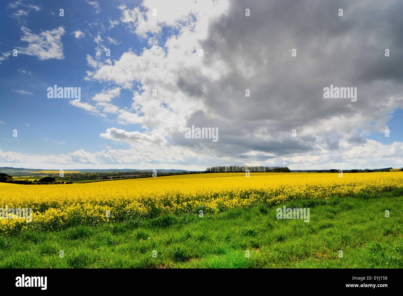 Yellow rapeseed fields in English landscape on a bright spring day in ...