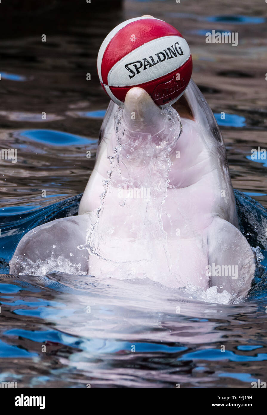 Nuremberg zoo dolphin hi-res stock photography and images - Alamy