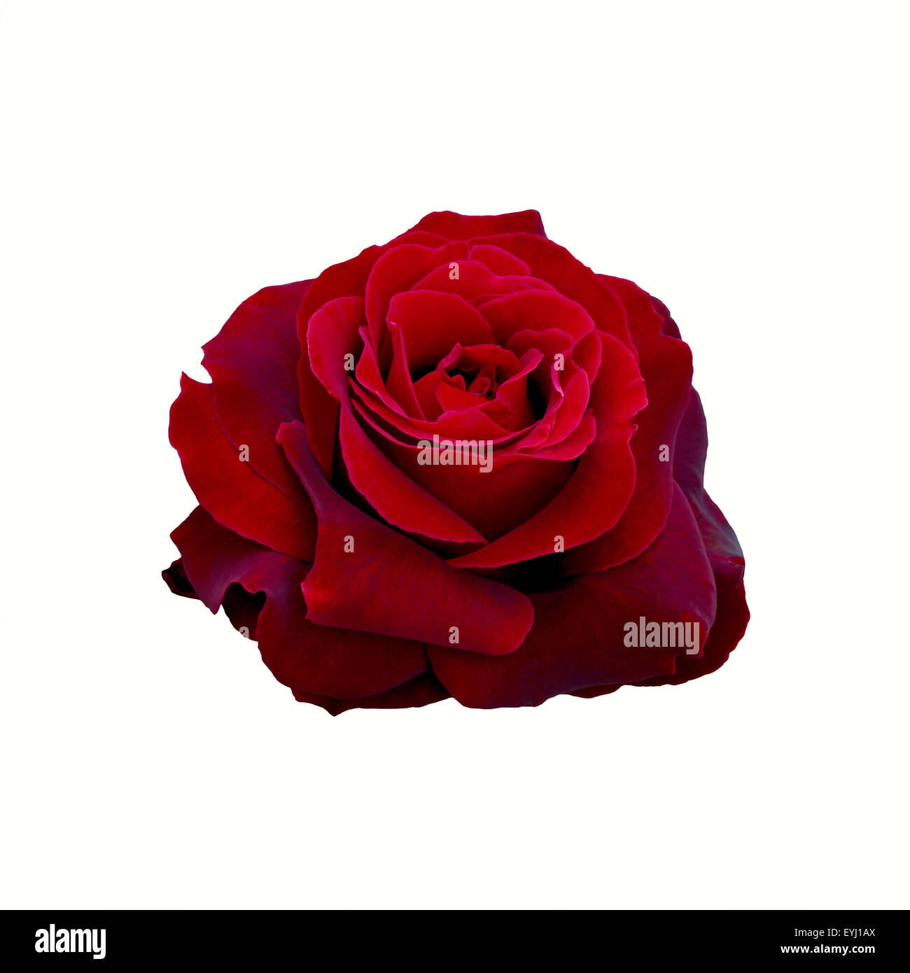 Dark red rose Stock Photo - Alamy