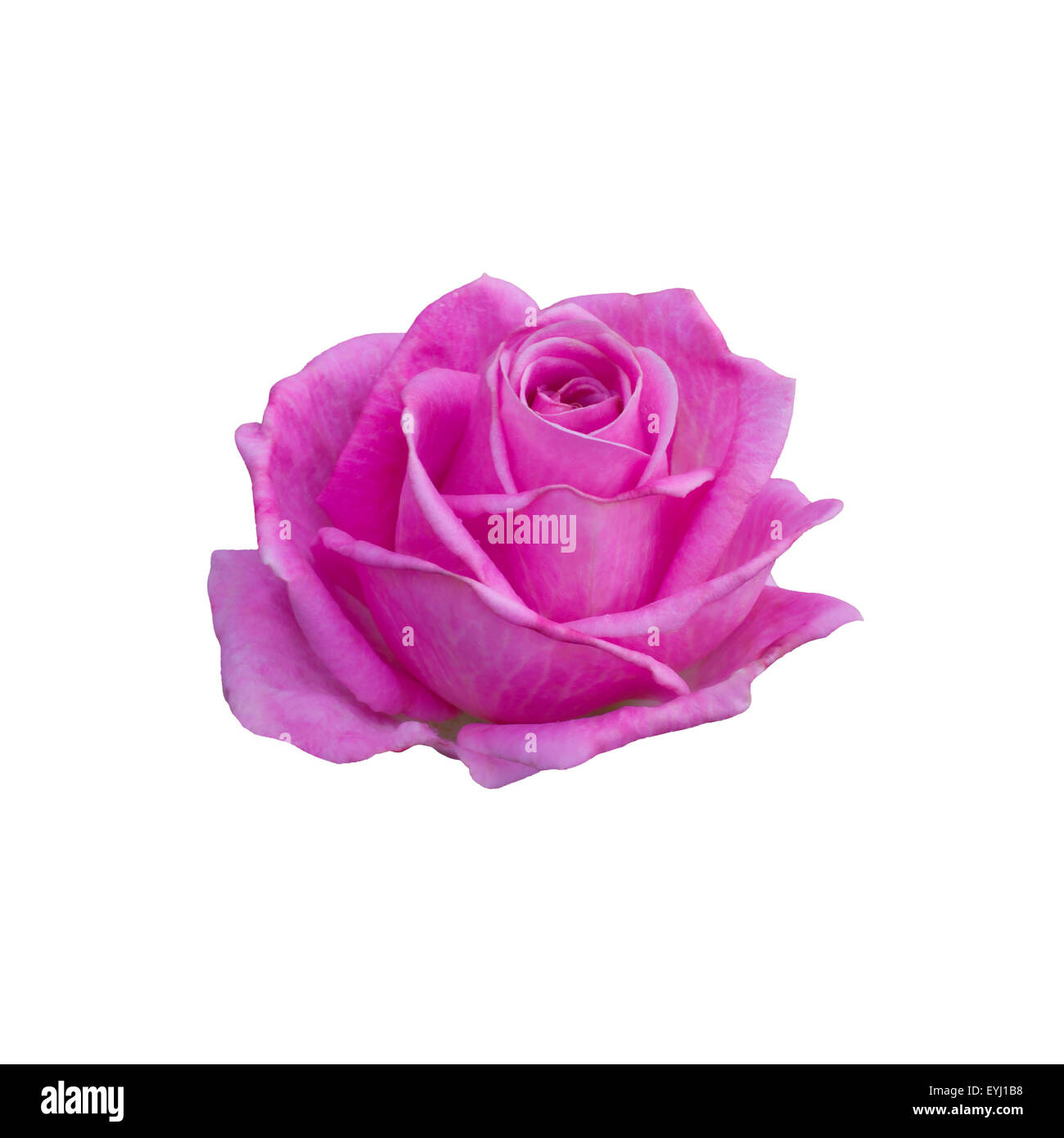 bright beautiful pink rose Stock Photo - Alamy