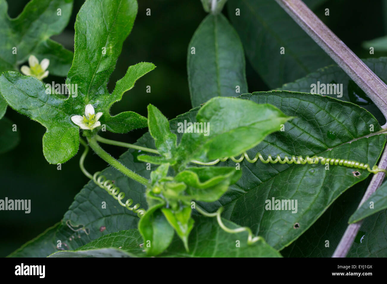 Red bryony / white bryony (Bryonia dioica) in flower Stock Photo - Alamy