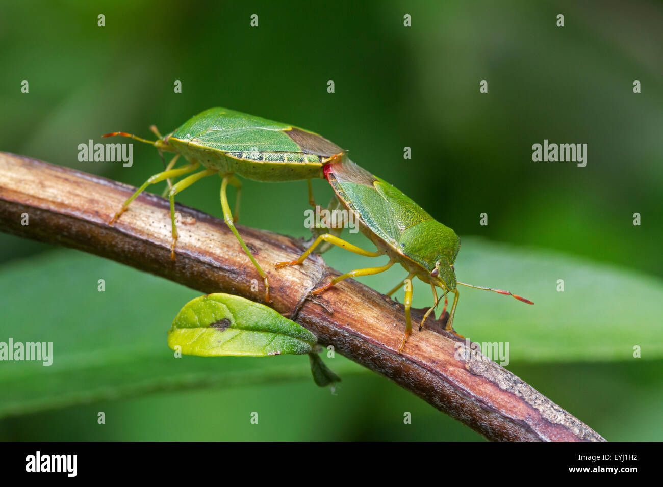 Green shield bugs / green stink bug (Palomena prasina) mating on branch ...