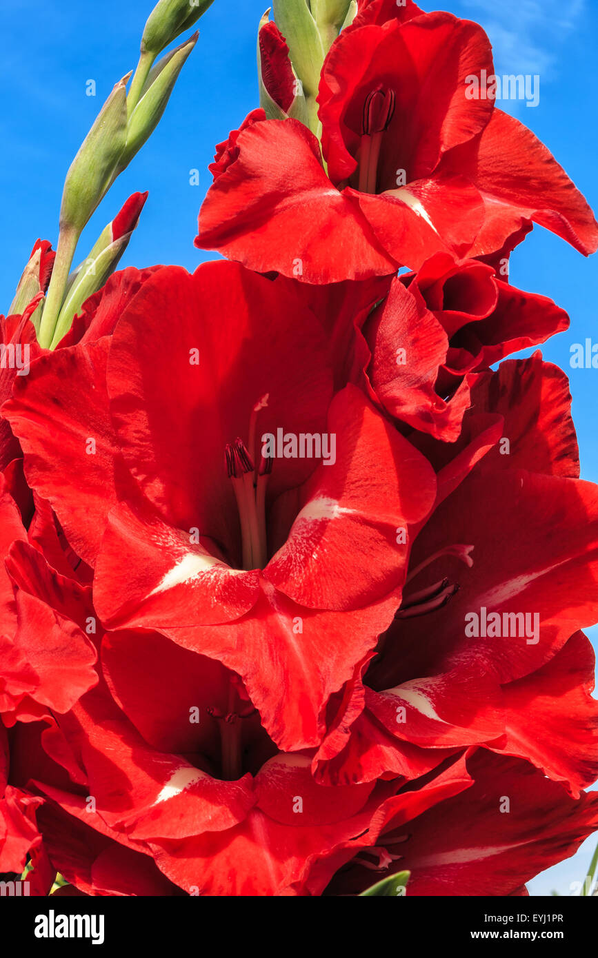 Blue gladiola hi-res stock photography and images - Alamy