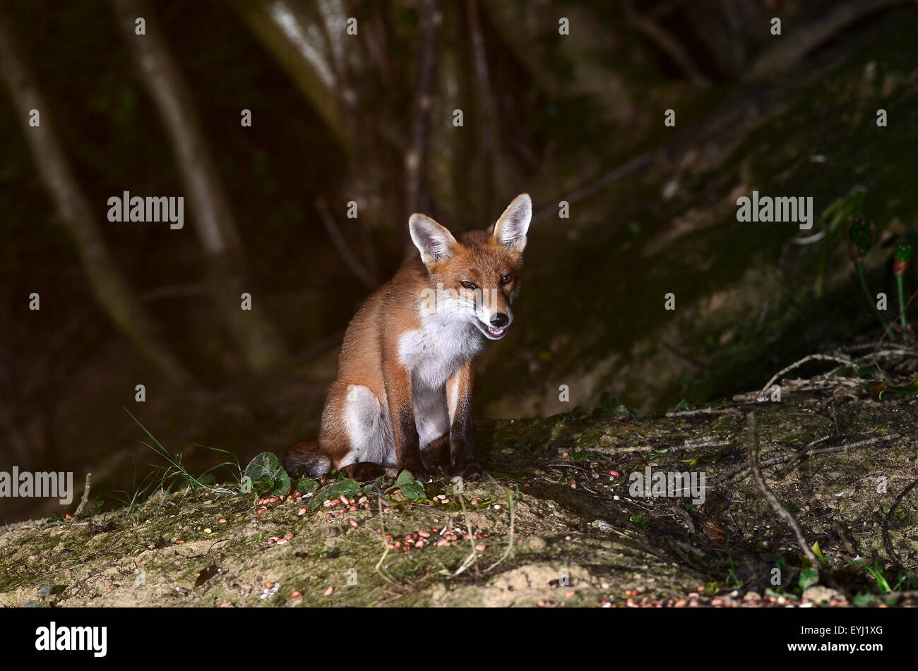 red fox vulpes vulpes Stock Photo - Alamy