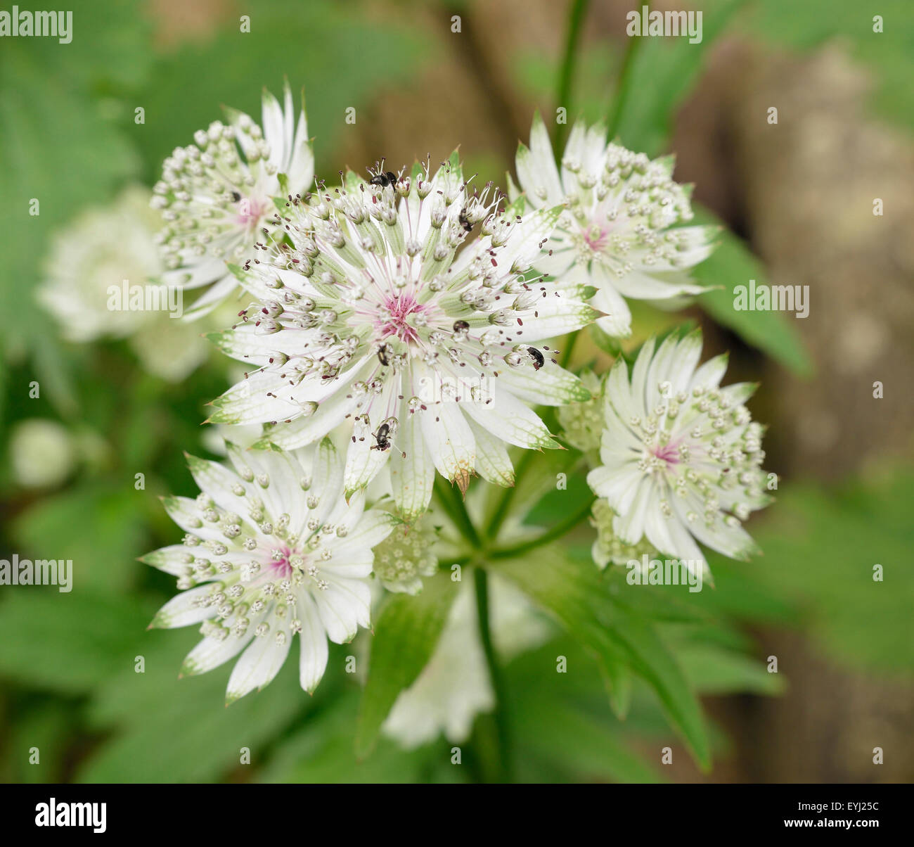 Greater masterwort astrantia major hi-res stock photography and images ...