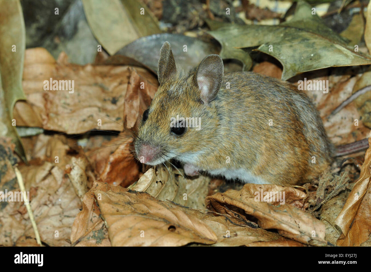 wood mouse apodemus sylvaticus Stock Photo - Alamy