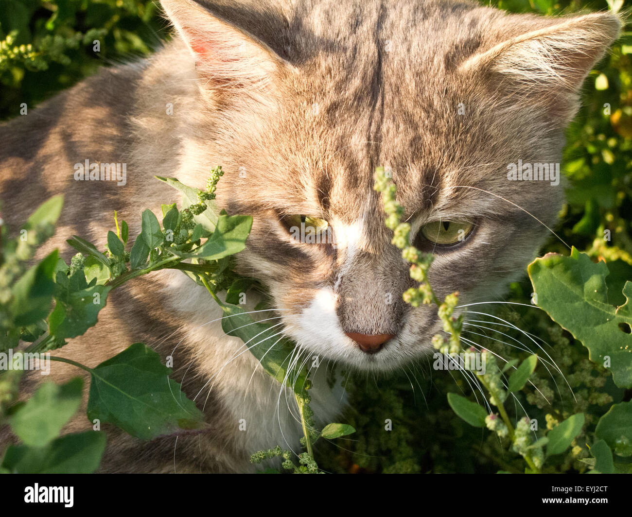 Closed snout hi-res stock photography and images - Alamy