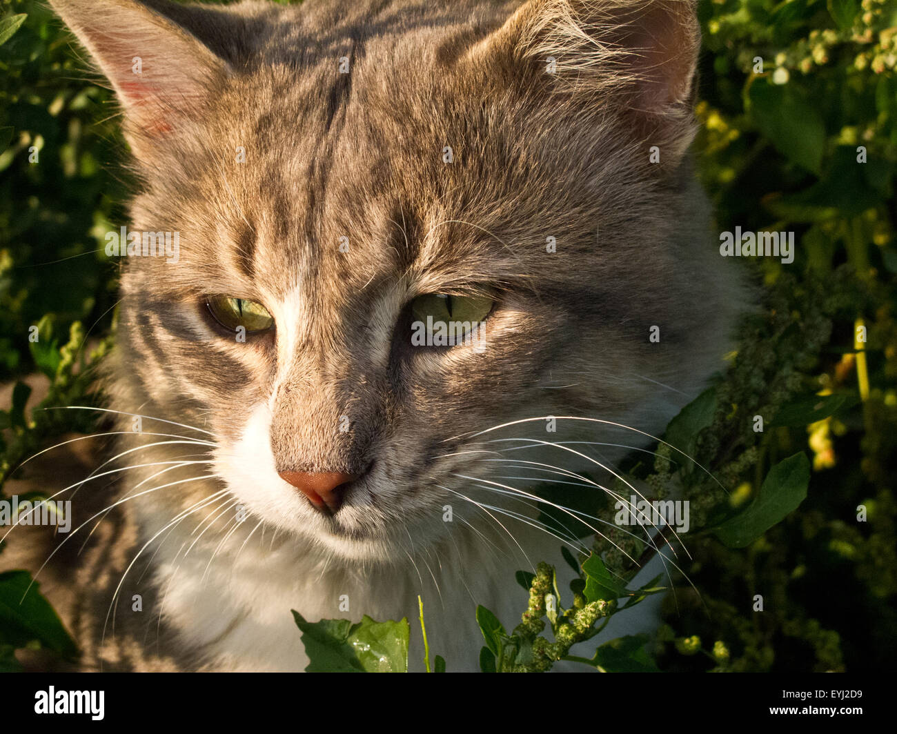 Closed snout hi-res stock photography and images - Alamy