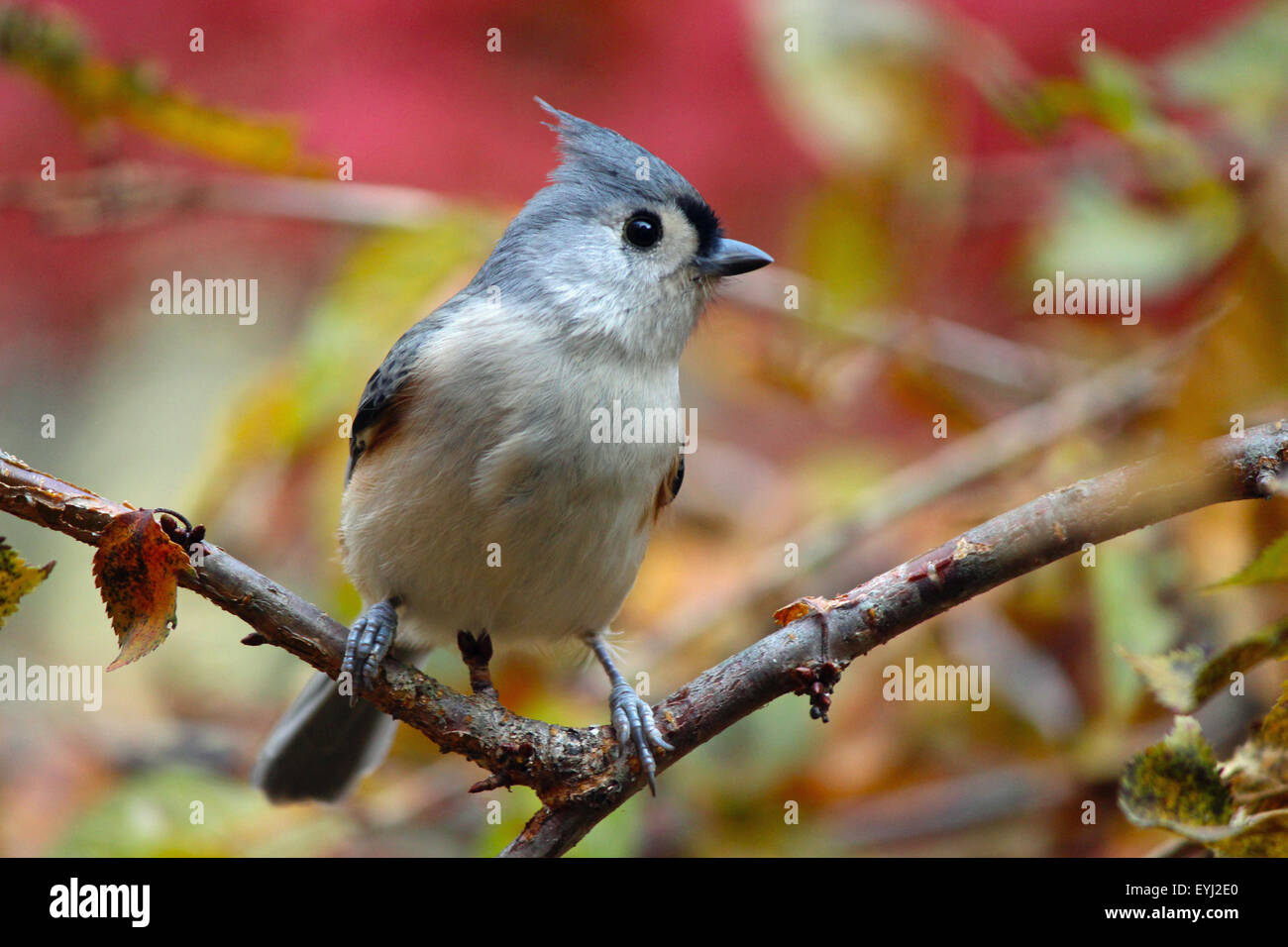 A tufted titmouse (Baeolophus bicolor) perching on a branch in Fall ...