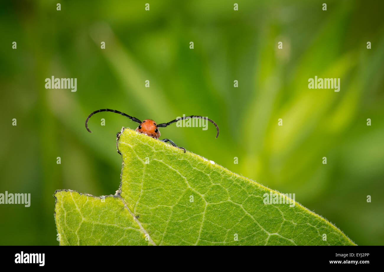 Cute beetle hi-res stock photography and images - Alamy