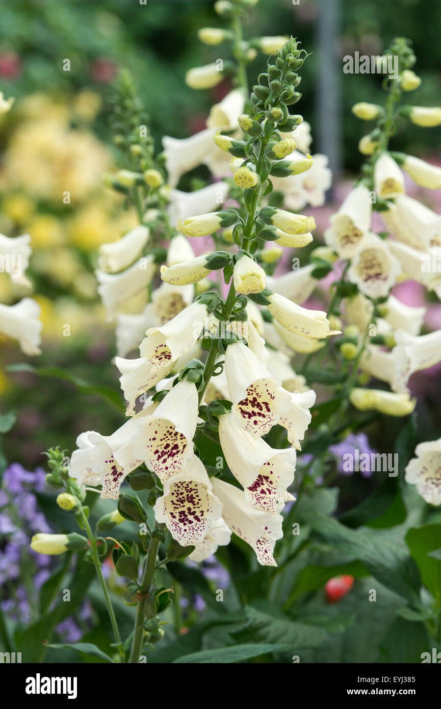 Foxglove dalmatian cream hi-res stock photography and images - Alamy