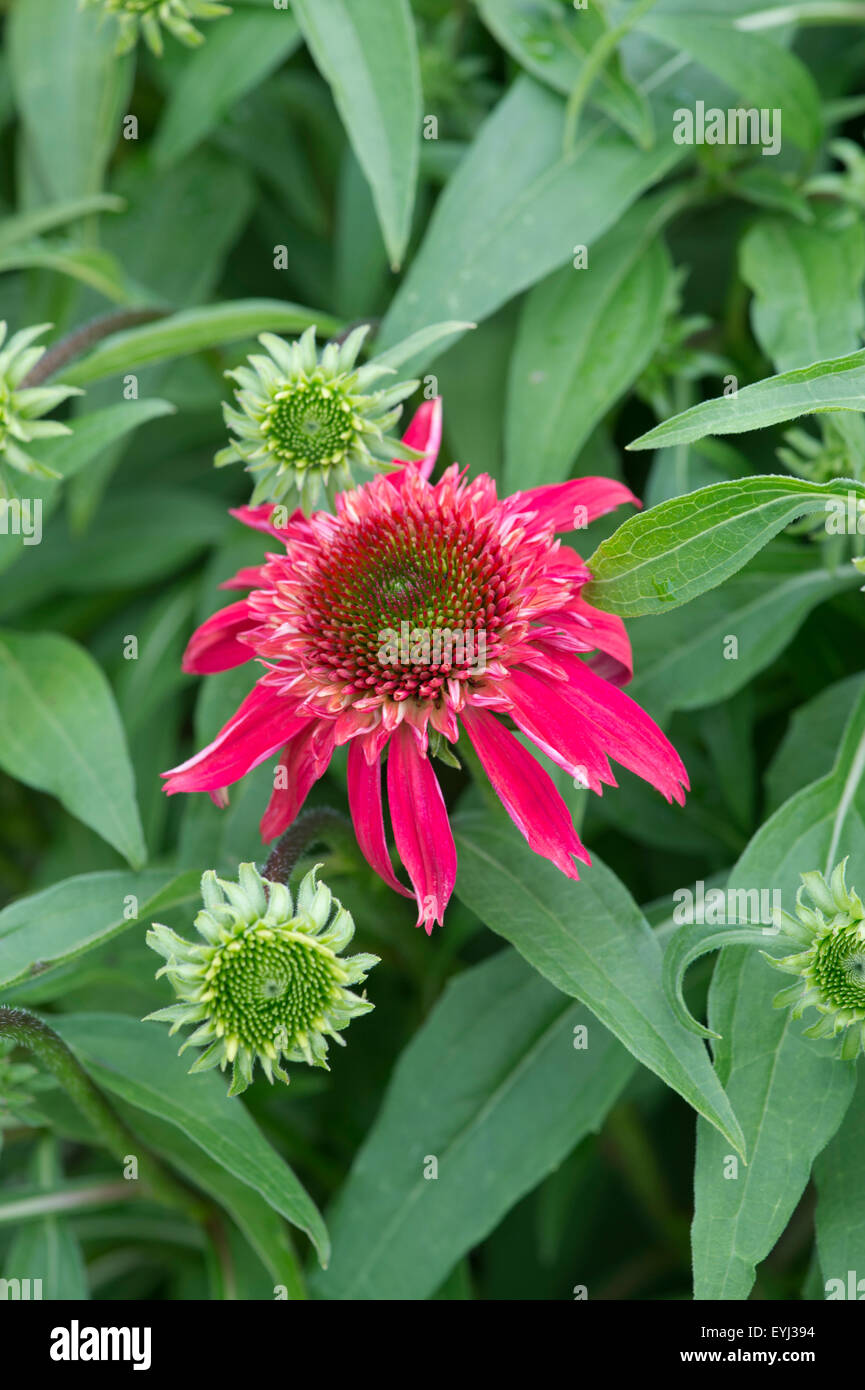 Echinacea Double Scoop Cranberry. Coneflower Stock Photo - Alamy