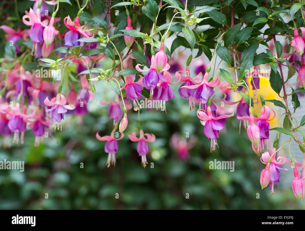 Fuchsia ‘Anna of longleat’ Stock Photo - Alamy
