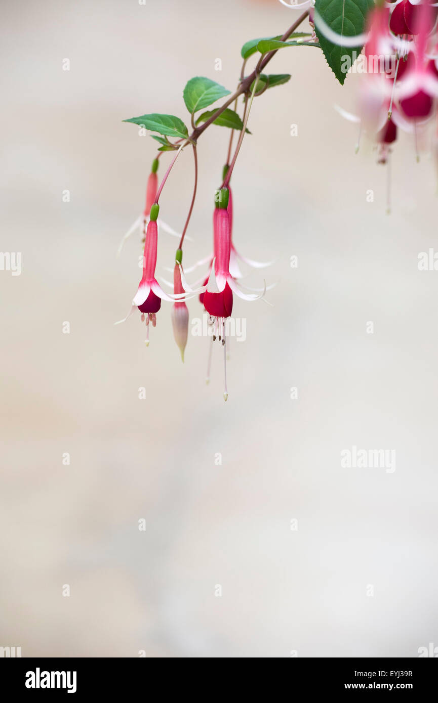 Fuchsia ‘Checkerboard’ flowers Stock Photo - Alamy