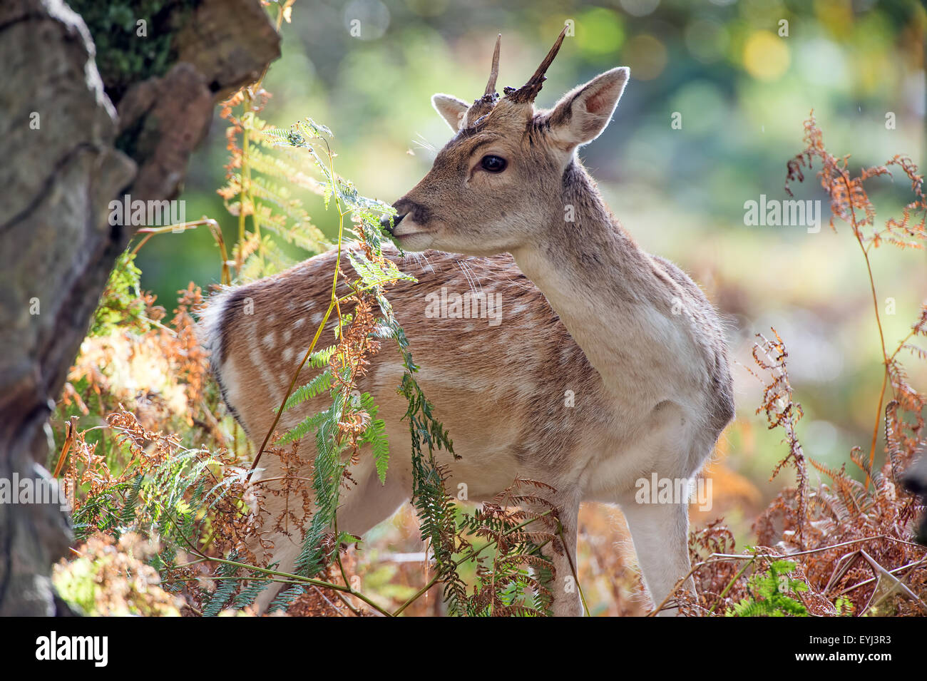 Fallow Deer (Dama Dama Stock Photo - Alamy