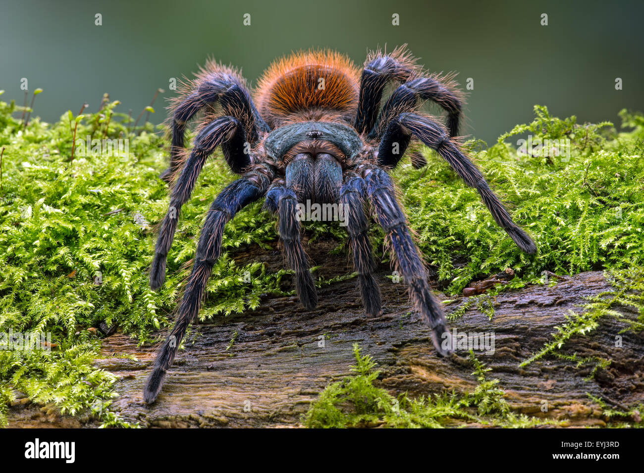 Greenbottle Blue Tarantula (Chromatopelma Cyaneopubescens Stock Photo ...