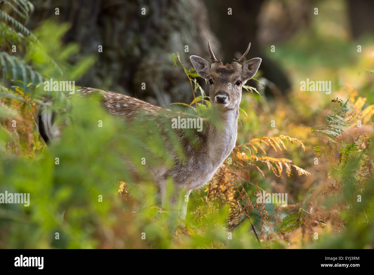 Fallow Deer (Dama Dama Stock Photo - Alamy