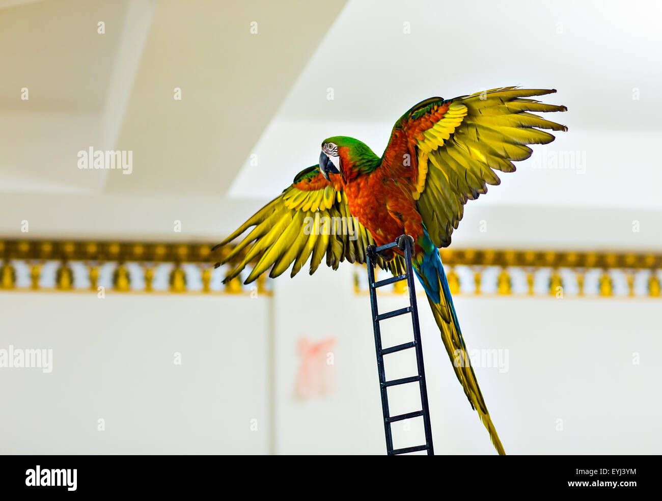 Beautiful colourful parrot Stock Photo - Alamy