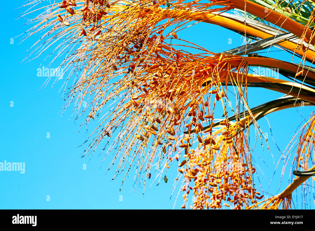 fruit in the sky morocco africa and plant Stock Photo - Alamy