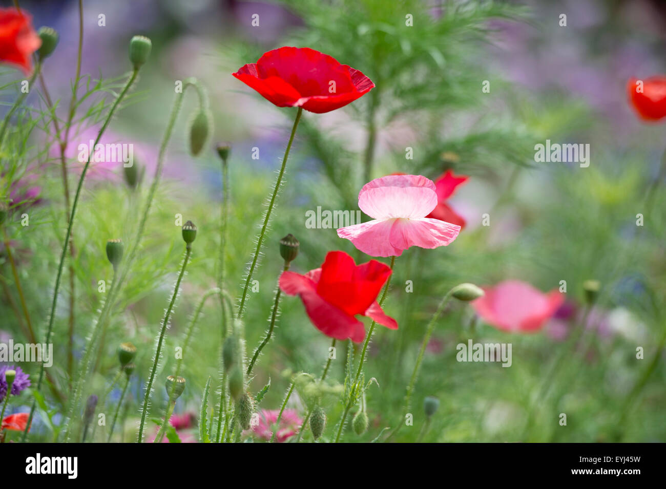 Papaver Rhoeas. Red Poppy in an english wildflower garden. England ...