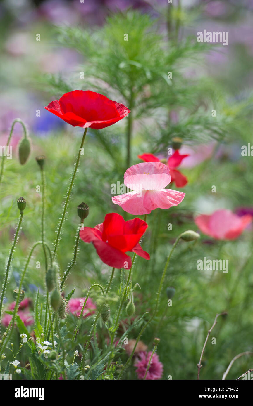 Papaver Rhoeas. Red Poppy in an english wildflower garden. England ...